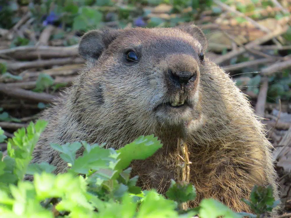 LBL Wildlife Report: The many busy beavers of Land Between the Lakes