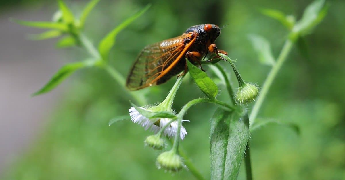 The cicadas are calling in Christian County