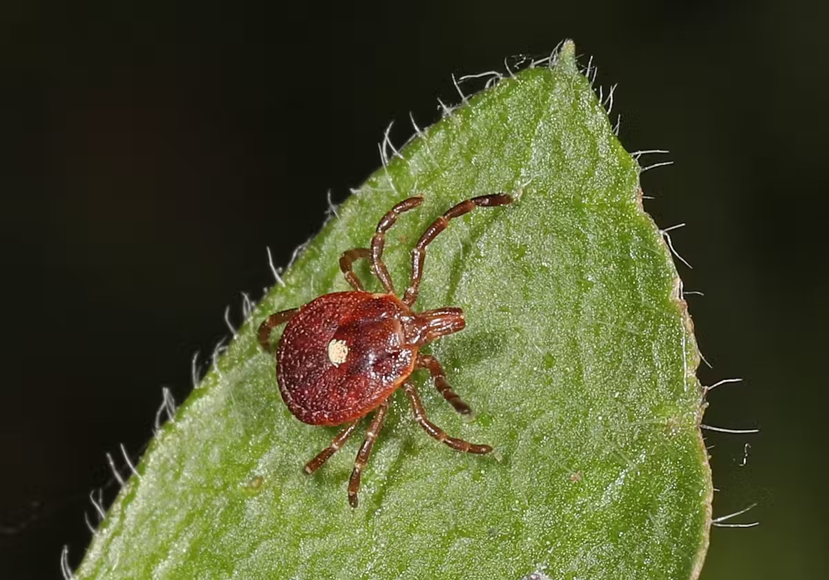Alpha-gal, a red meat allergy from tick bites, is spreading